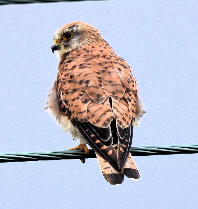 West Charleton Marsh - Devon Birds