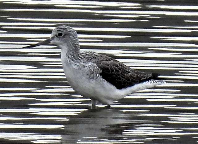 West Charleton Marsh - Devon Birds