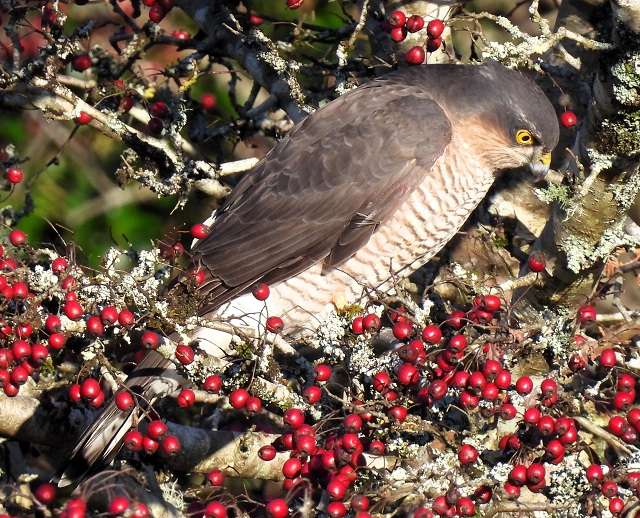 Cadover Bridge - Devon Birds