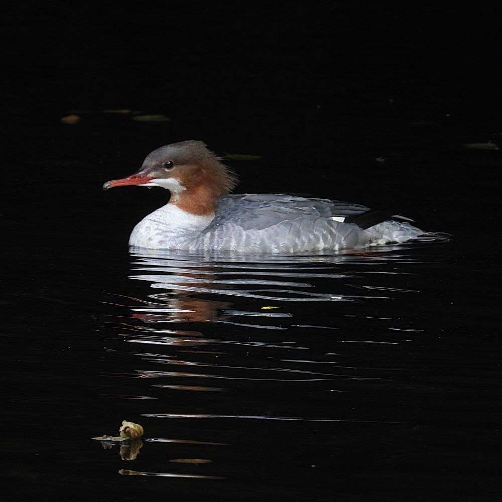 Goosanders on River Dart, Spitchwick - Devon Birds