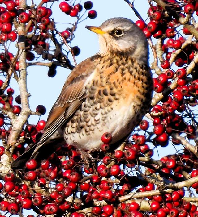 Cadover Bridge - Devon Birds