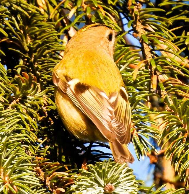 Cadover Bridge - Devon Birds