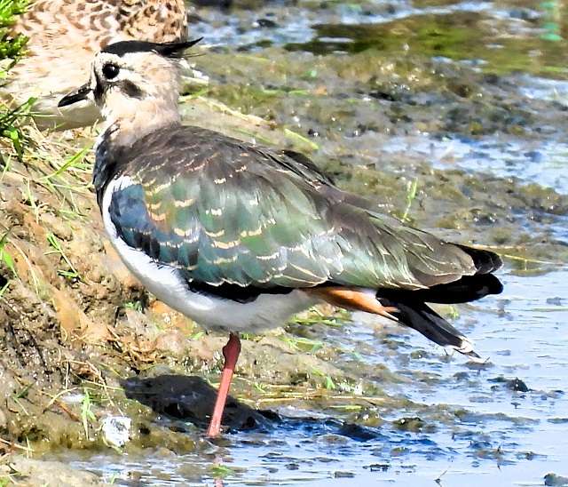 Seaton Wetlands - Devon Birds
