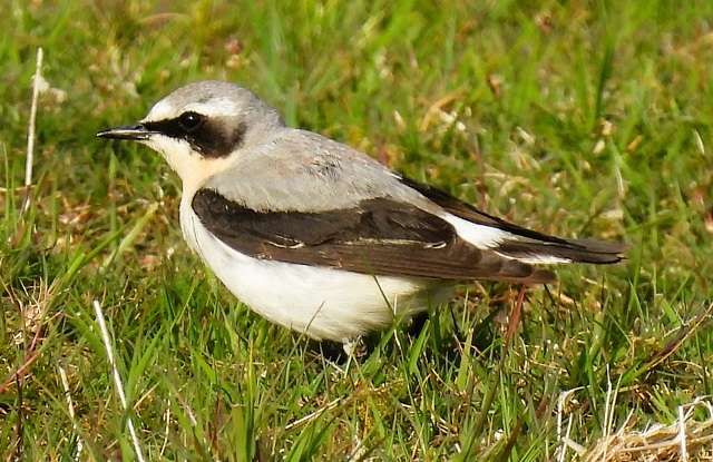 Crownhill Down - Devon Birds