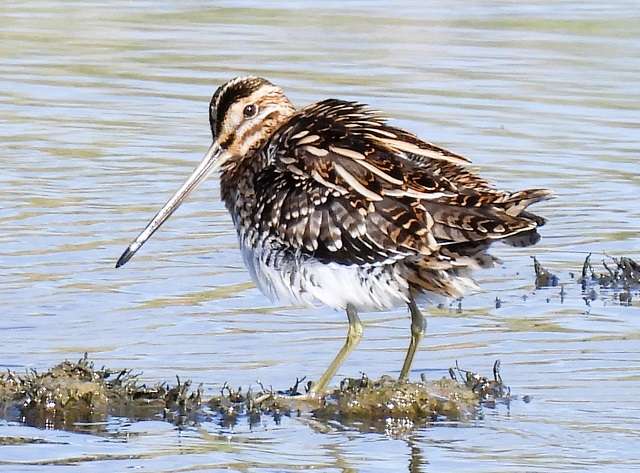Seaton Wetlands - Devon Birds