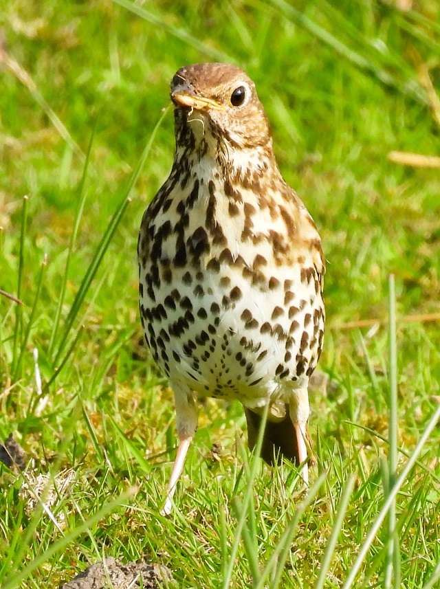 Crownhill Down - Devon Birds