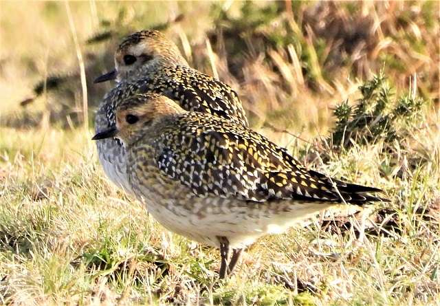 Crownhill Down - Devon Birds