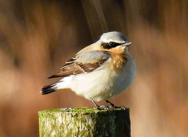 Crownhill Down - Devon Birds