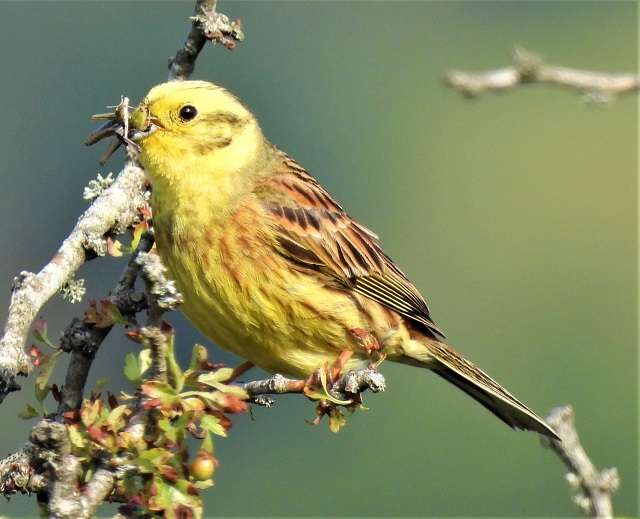 Crownhill Down - Devon Birds