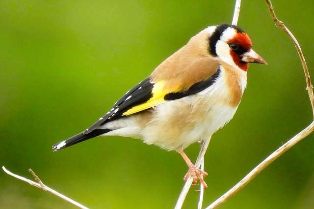Crownhill Down - Devon Birds