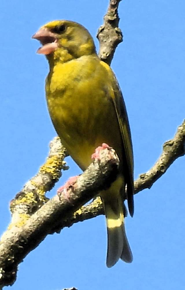West Charleton Marsh - Devon Birds