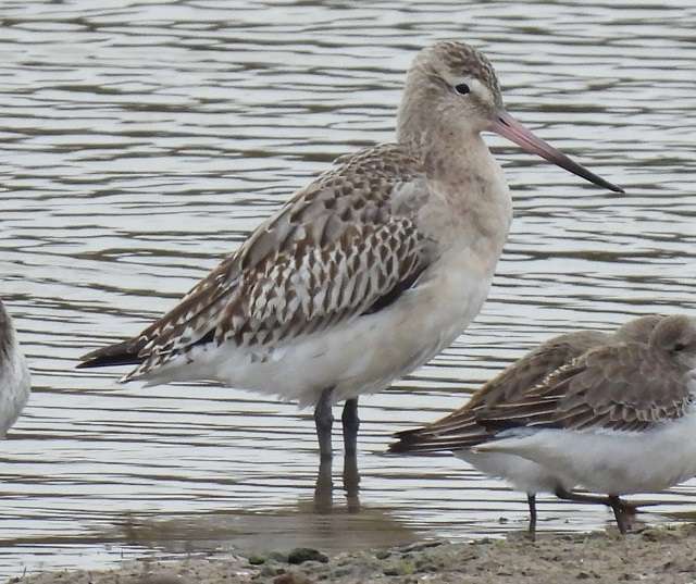 Bowling Green Marsh - Devon Birds