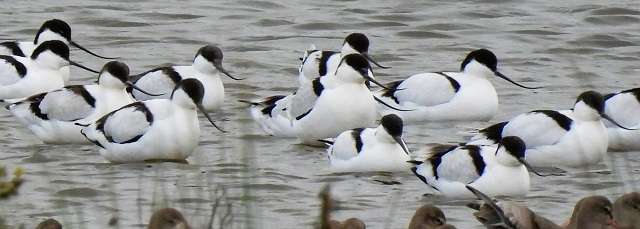 Bowling Green Marsh - Devon Birds