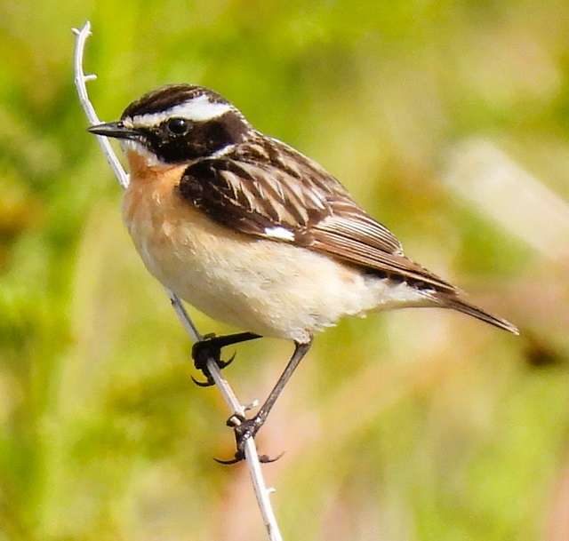 Headland Warren - Devon Birds