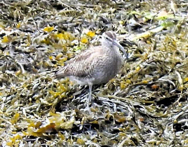 West Charleton Marsh - Devon Birds