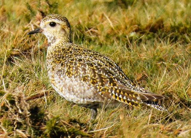 Crownhill Down - Devon Birds