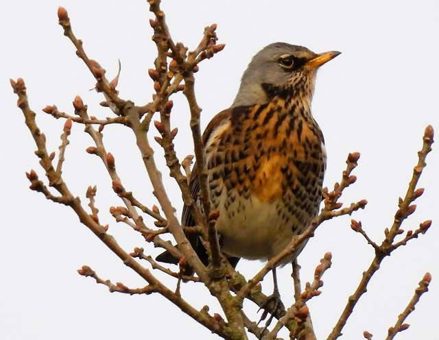 Crownhill Down - Devon Birds