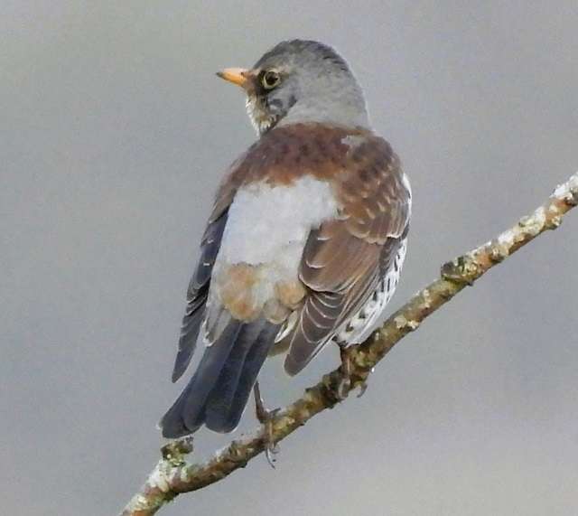 Crownhill Down - Devon Birds