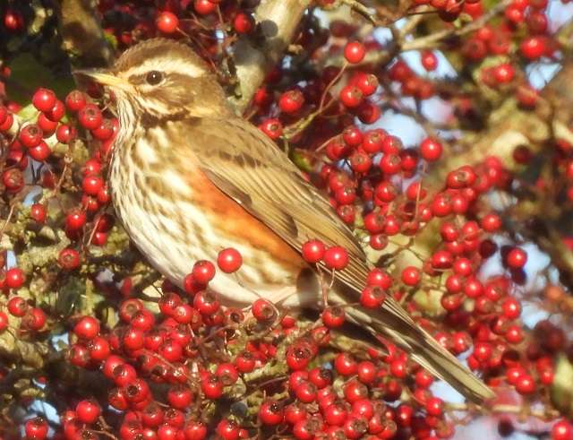 Crownhill Down - Devon Birds