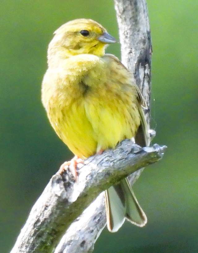 Roborough Down - Devon Birds