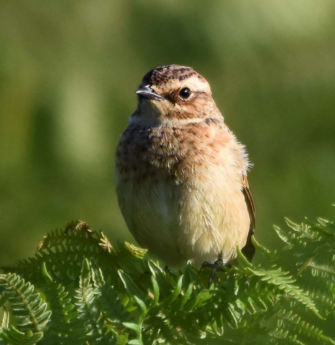 Challacombe Farm - Devon Birds