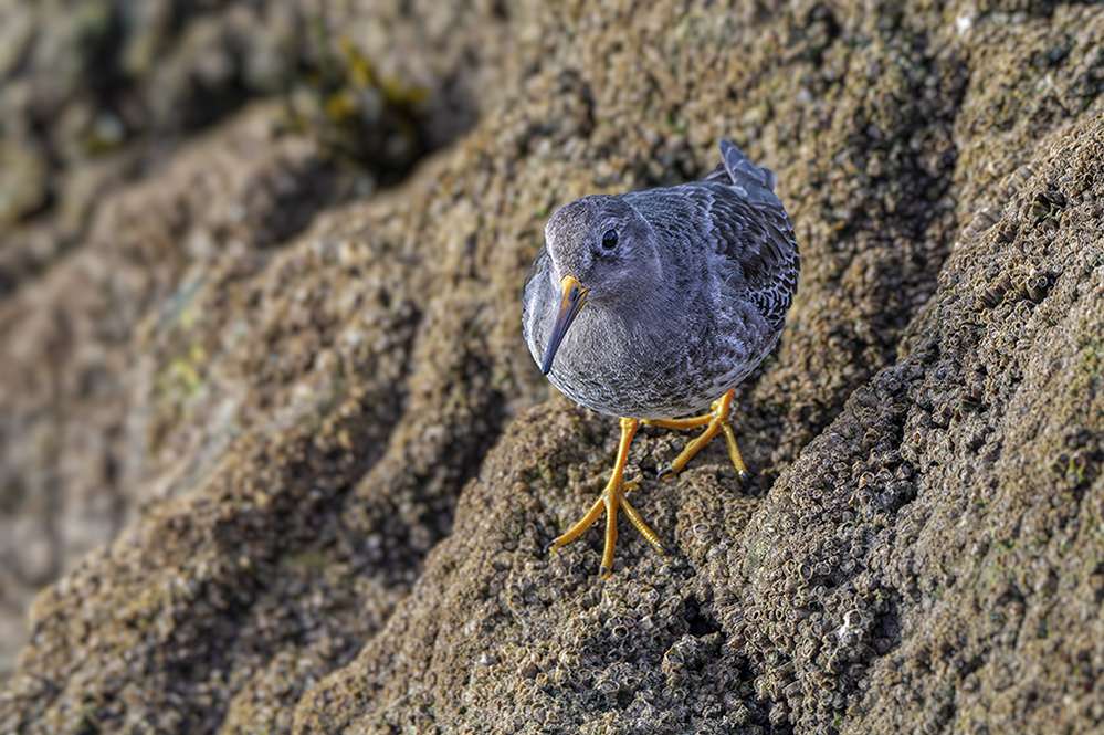 Plymouth Hoe - Devon Birds