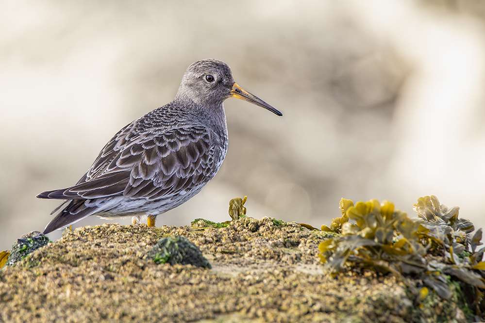 Plymouth Hoe - Devon Birds