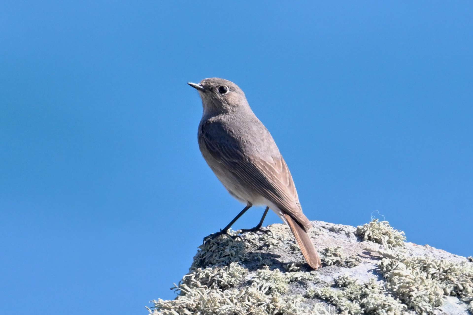 Black Redstart at Prawle Point - Devon Birds