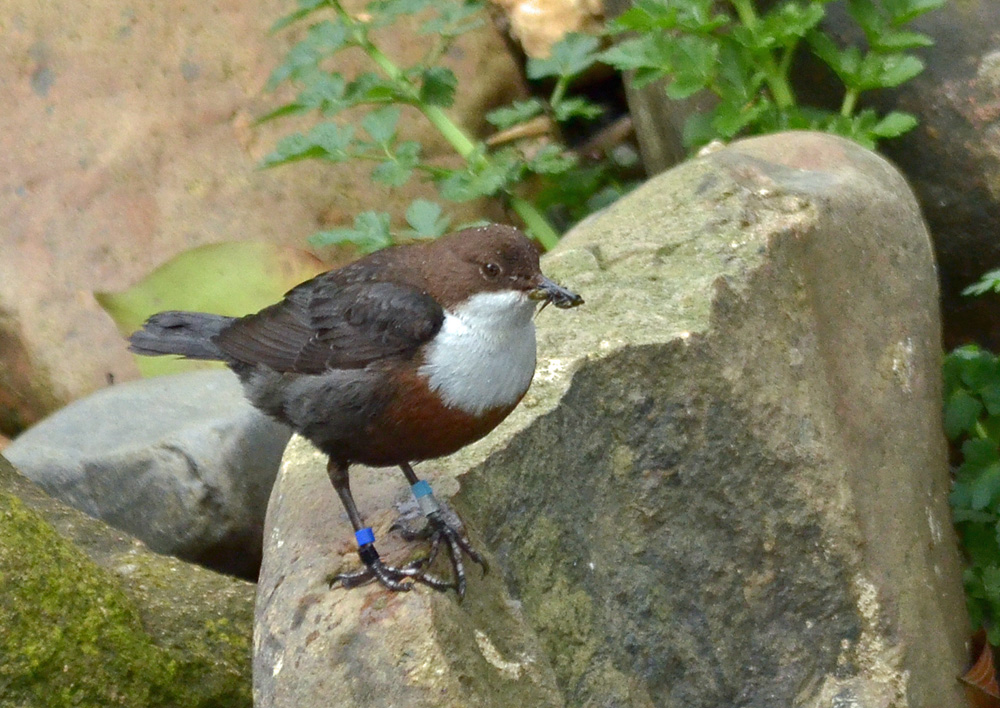 Colour Ringing - Devon Birds