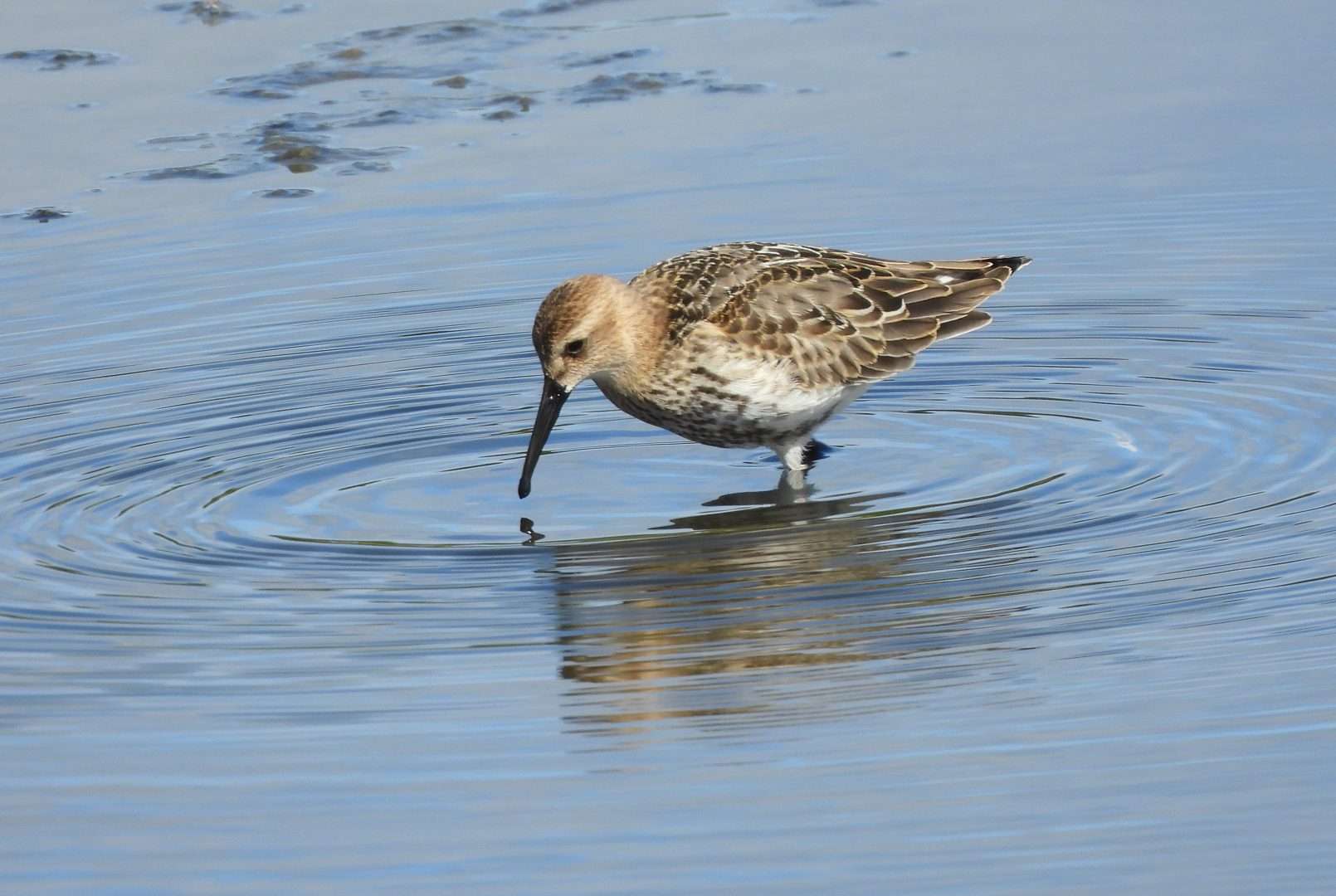 REPORT ON PLYMOUTH BRANCH'S FIELD VISIT TO SEATON WETLANDS ON 11 ...
