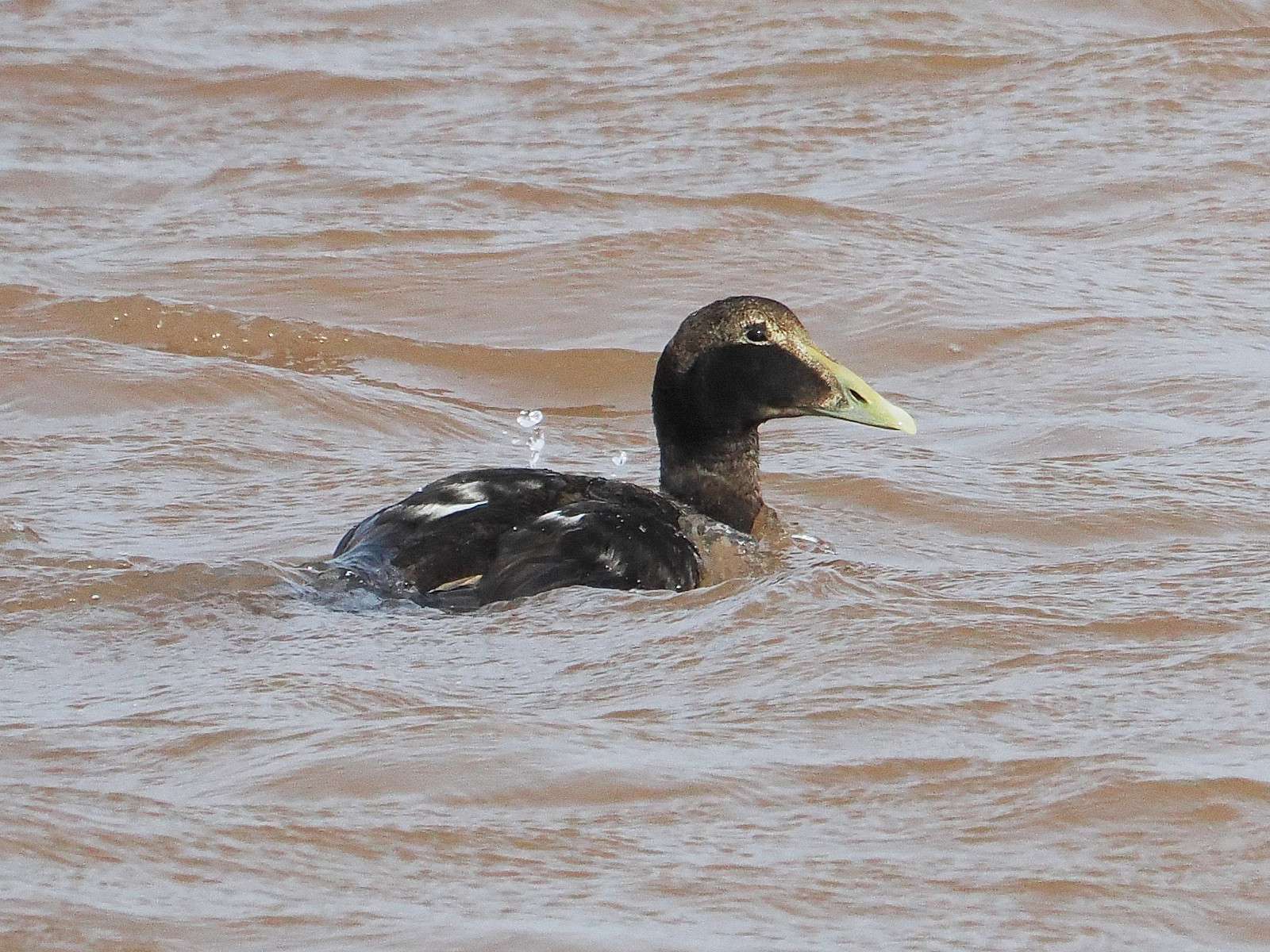 Exe Estuary cruise 8 March - Devon Birds