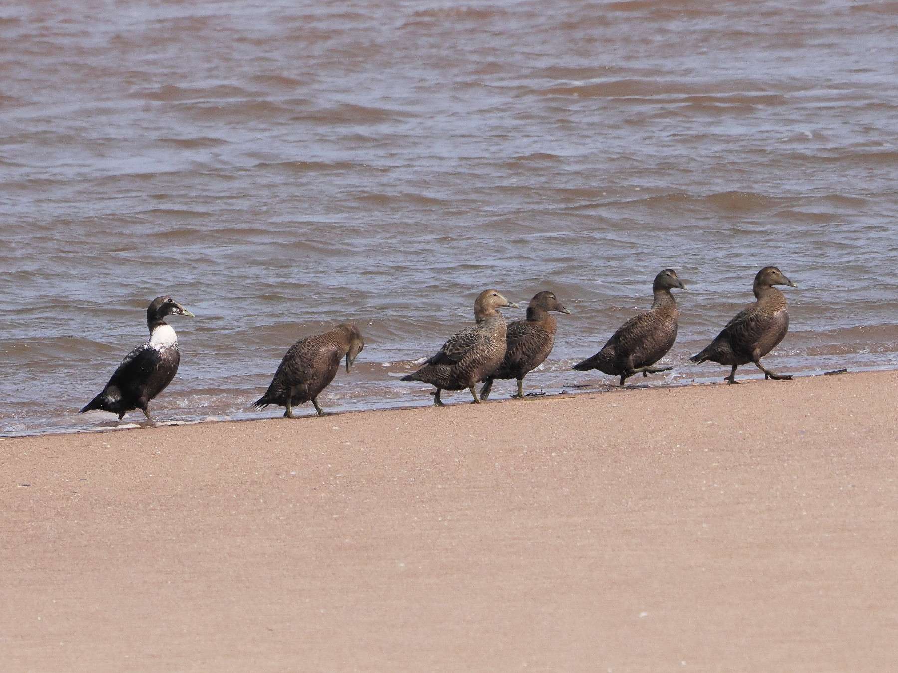 Exe Estuary cruise 8 March - Devon Birds