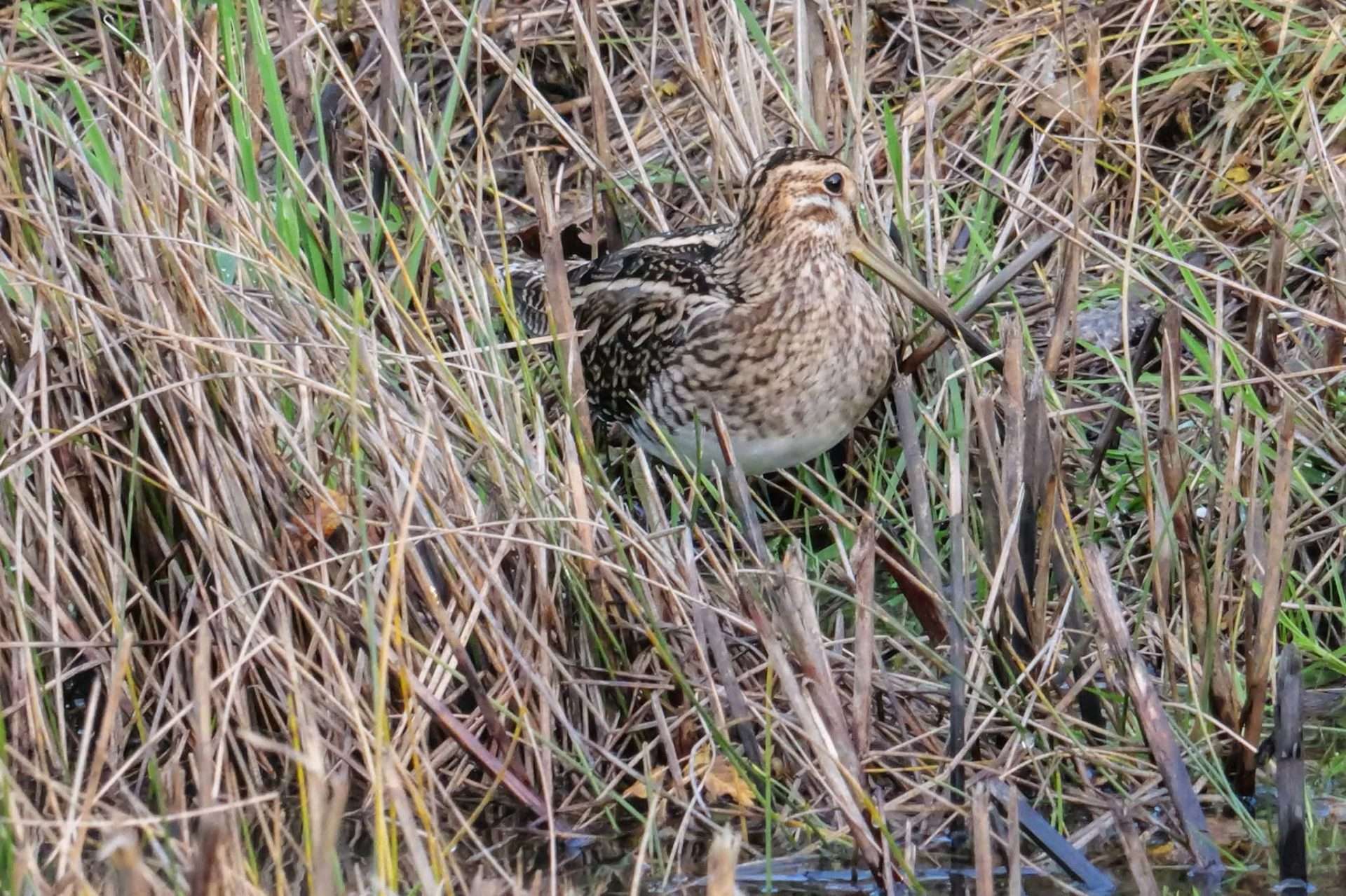 Bowling green marsh - Devon Birds