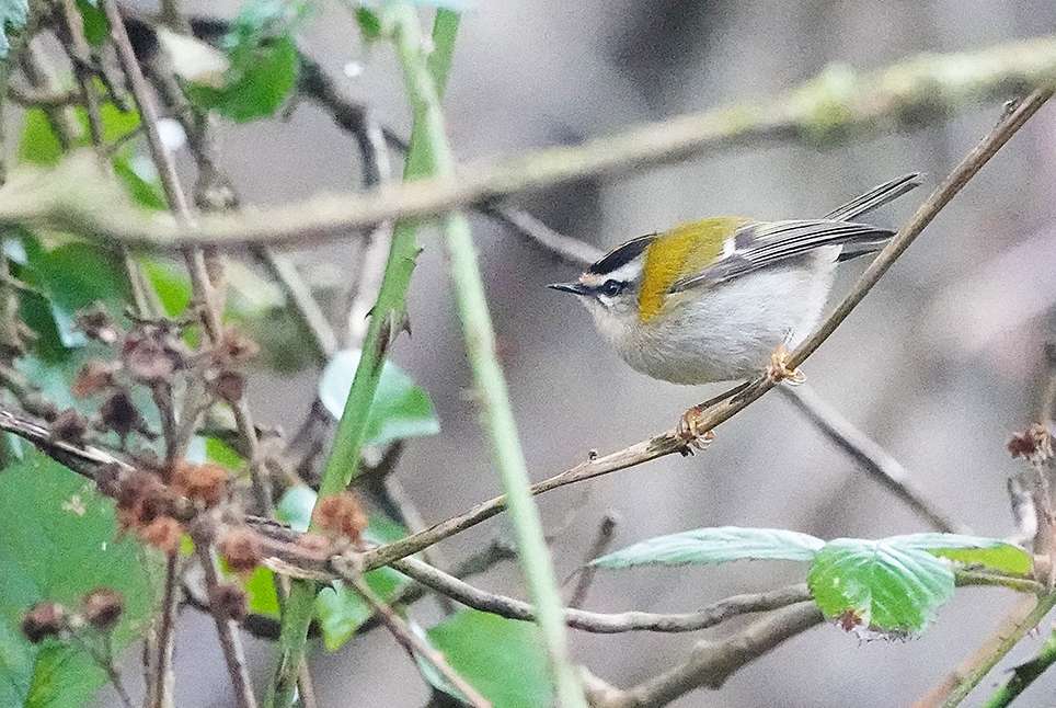 Broadsands & Clennon Lakes - Devon Birds
