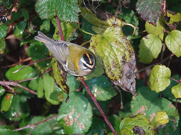 Broadsands - Devon Birds