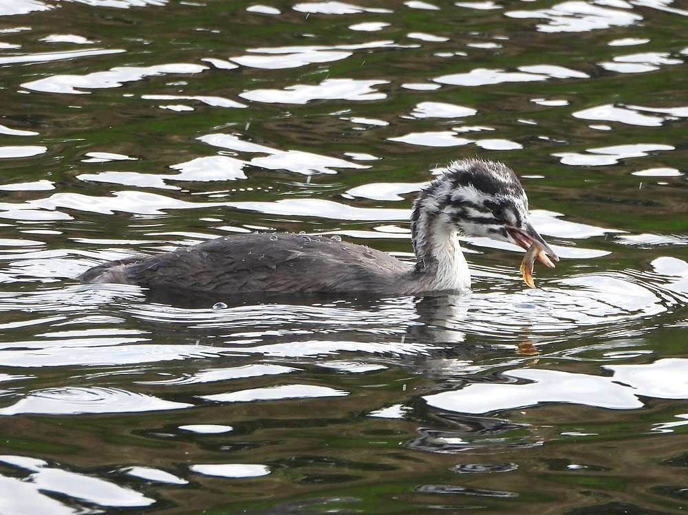 Great Crested Grebes on Exwick Flood Relief Channel - Devon Birds