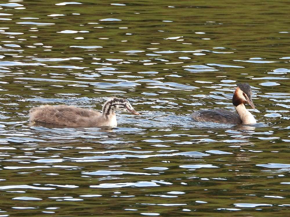 Great Crested Grebes on Exwick Flood Relief Channel - Devon Birds