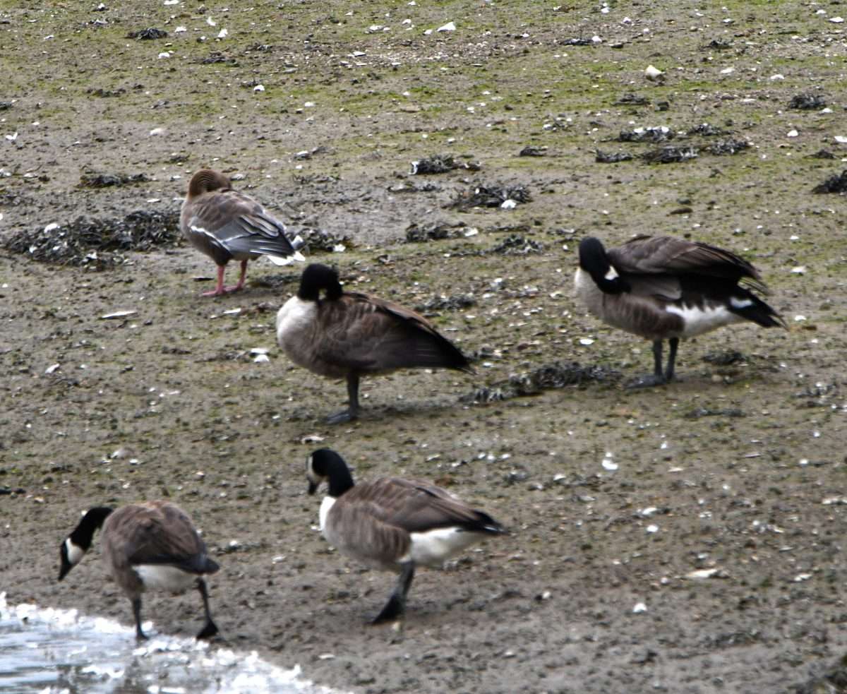 Society News - Devon Birds