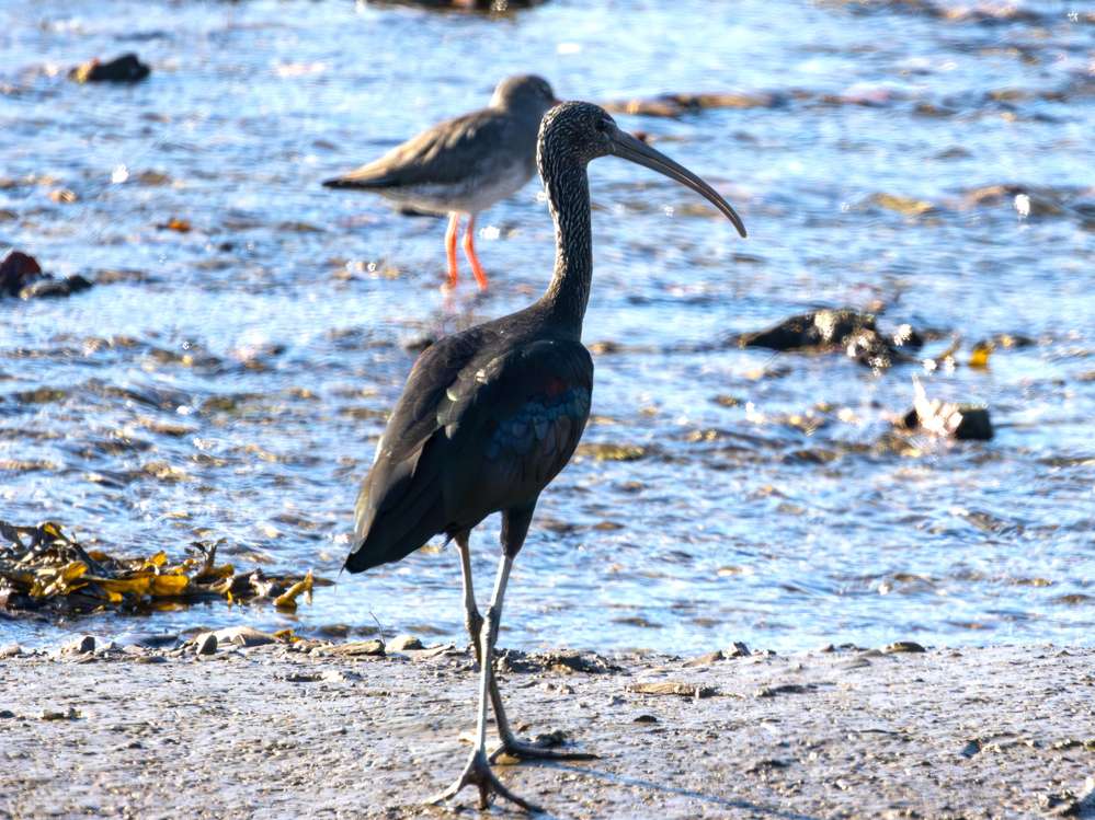 Fremington Pill - Devon Birds