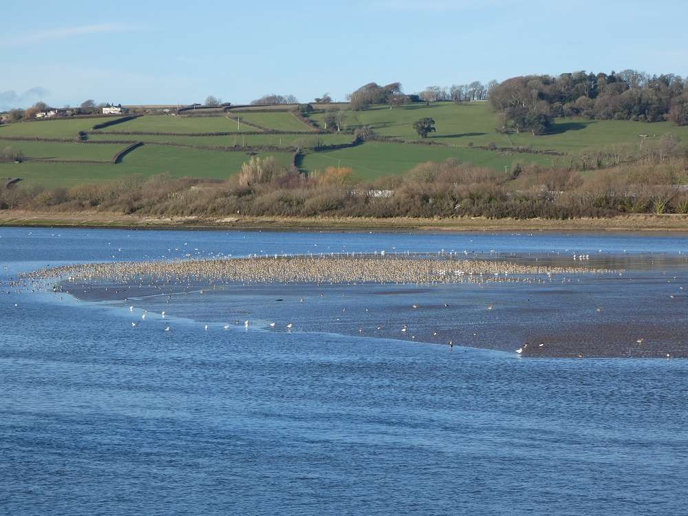 Taw Estuary - Devon Birds