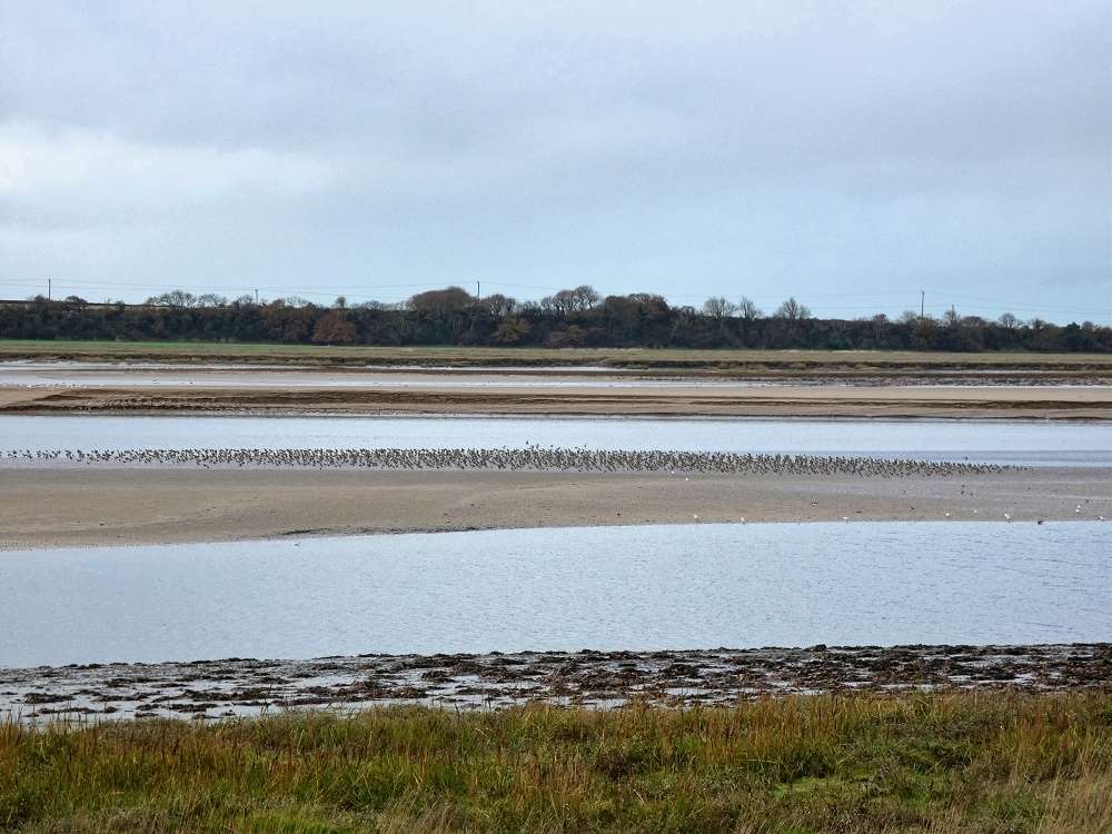 Higher Strand - Taw Estuary & Horsey - Devon Birds