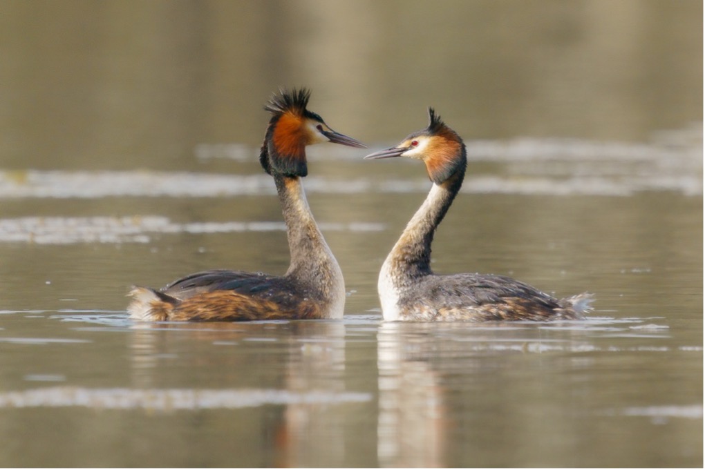 Great Crested Grebes At Stover Country Park Spring 2022 - Devon Birds