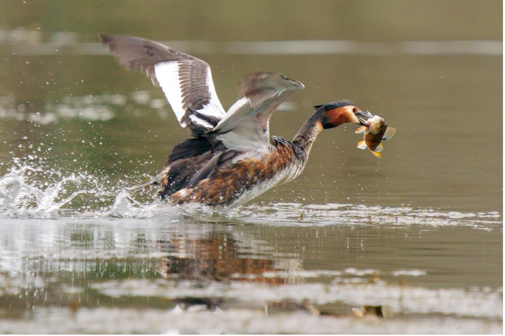 Great Crested Grebes At Stover Country Park Spring 2022 - Devon Birds
