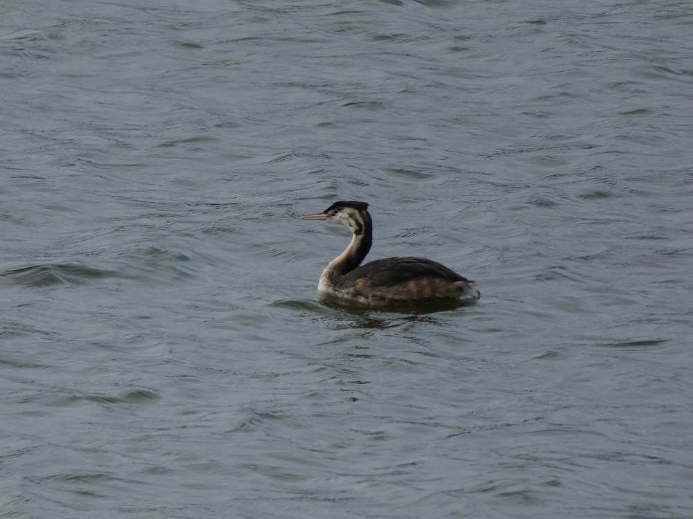 Anchor Wood Bank - Taw Estuary - Devon Birds