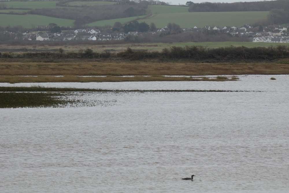 Great Northern Diver - Horsey - Devon Birds