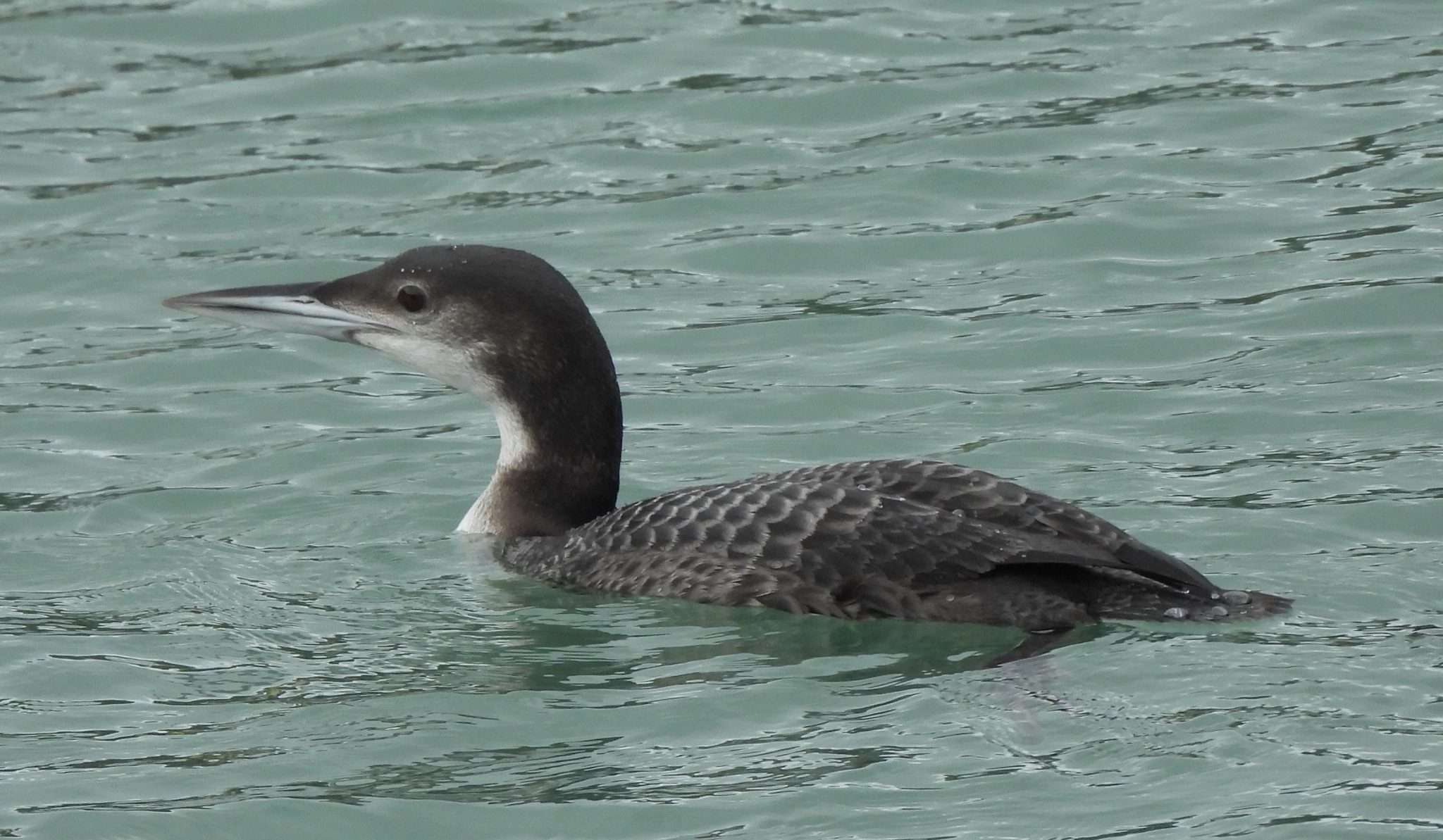 PLYMOUTH BRANCH’S VISIT TO BROADSANDS AND BRIXHAM ON MONDAY 26 JANUARY ...