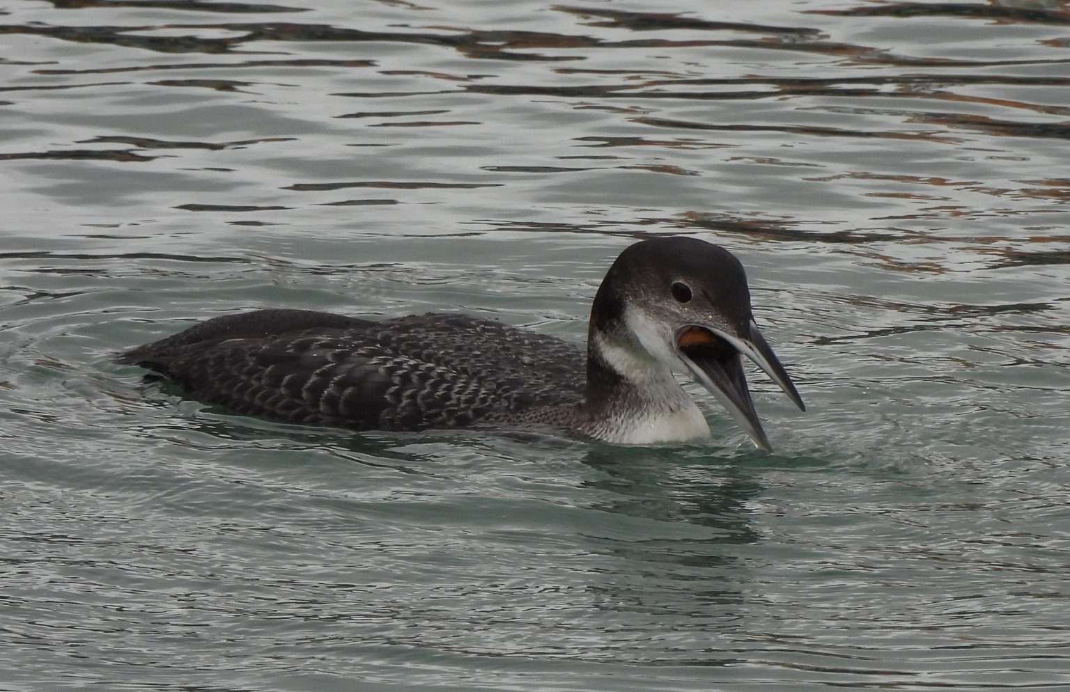 PLYMOUTH BRANCH’S VISIT TO BROADSANDS AND BRIXHAM ON MONDAY 26 JANUARY ...