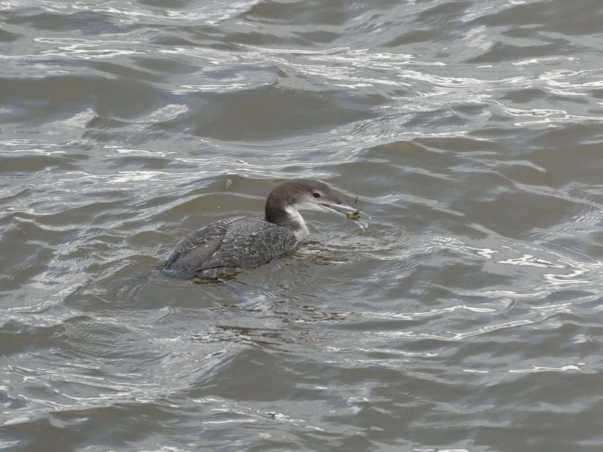 Plym Estuary & Saltram - Devon Birds