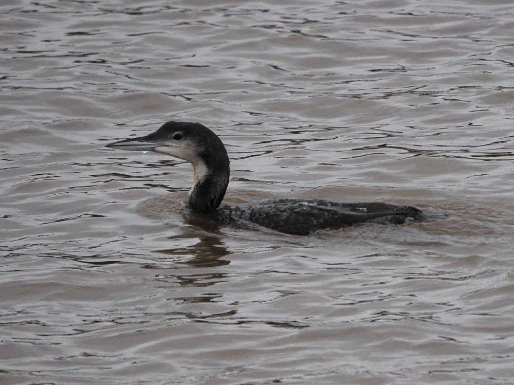 Exe Estuary cruise 13 December - Devon Birds