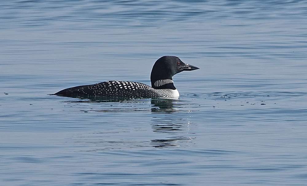 Torbay Cruise - Devon Birds